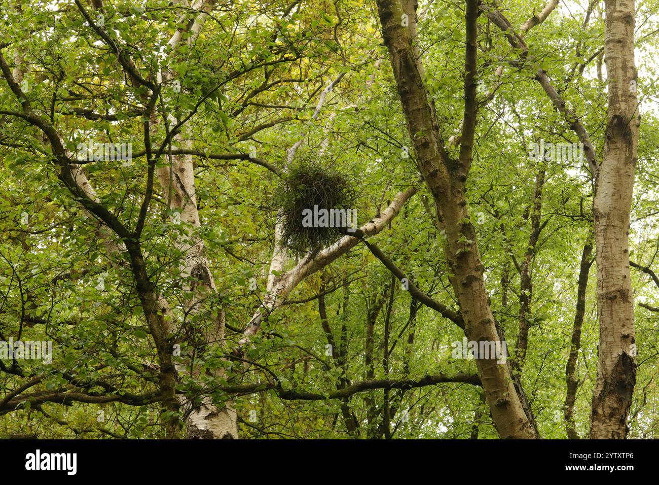 Birch Witch's-broom (Taphrina betulina Stock Photo - Alamy