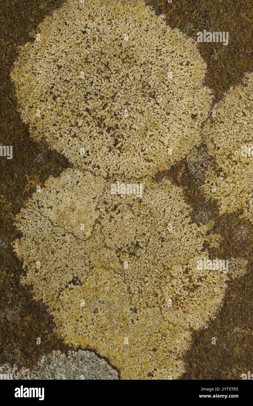 Concentric boulder lichen hi-res stock photography and images - Alamy
