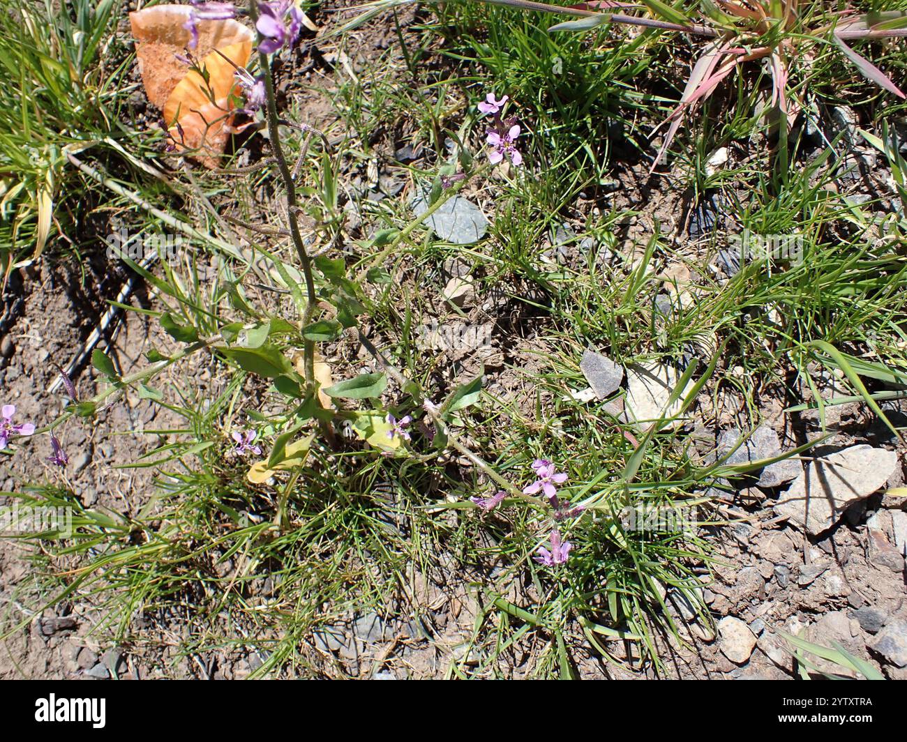 Chorispora tenella hi-res stock photography and images - Alamy