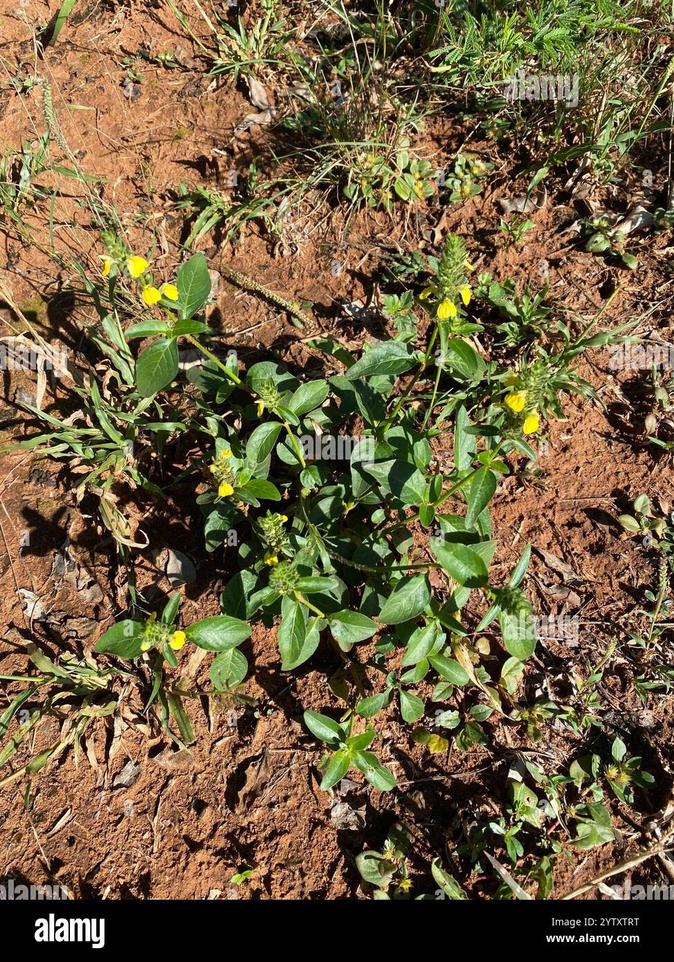 Yellow Justicia (Justicia flava Stock Photo - Alamy