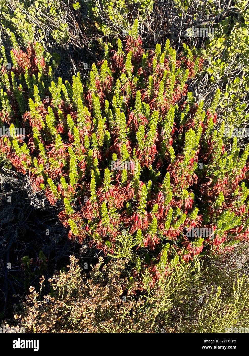 Red Heath (Erica coccinea Stock Photo - Alamy