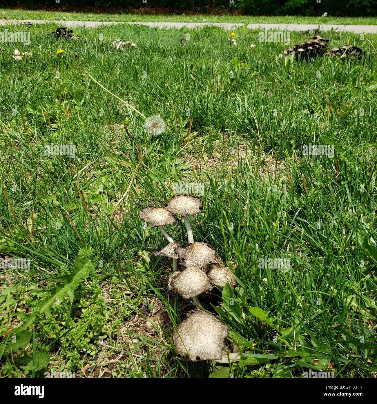 scaly ink cap (Coprinopsis variegata Stock Photo - Alamy