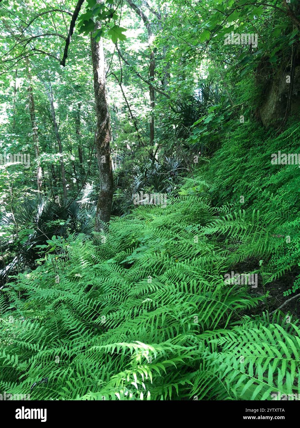 needle palm (Rhapidophyllum hystrix Stock Photo - Alamy