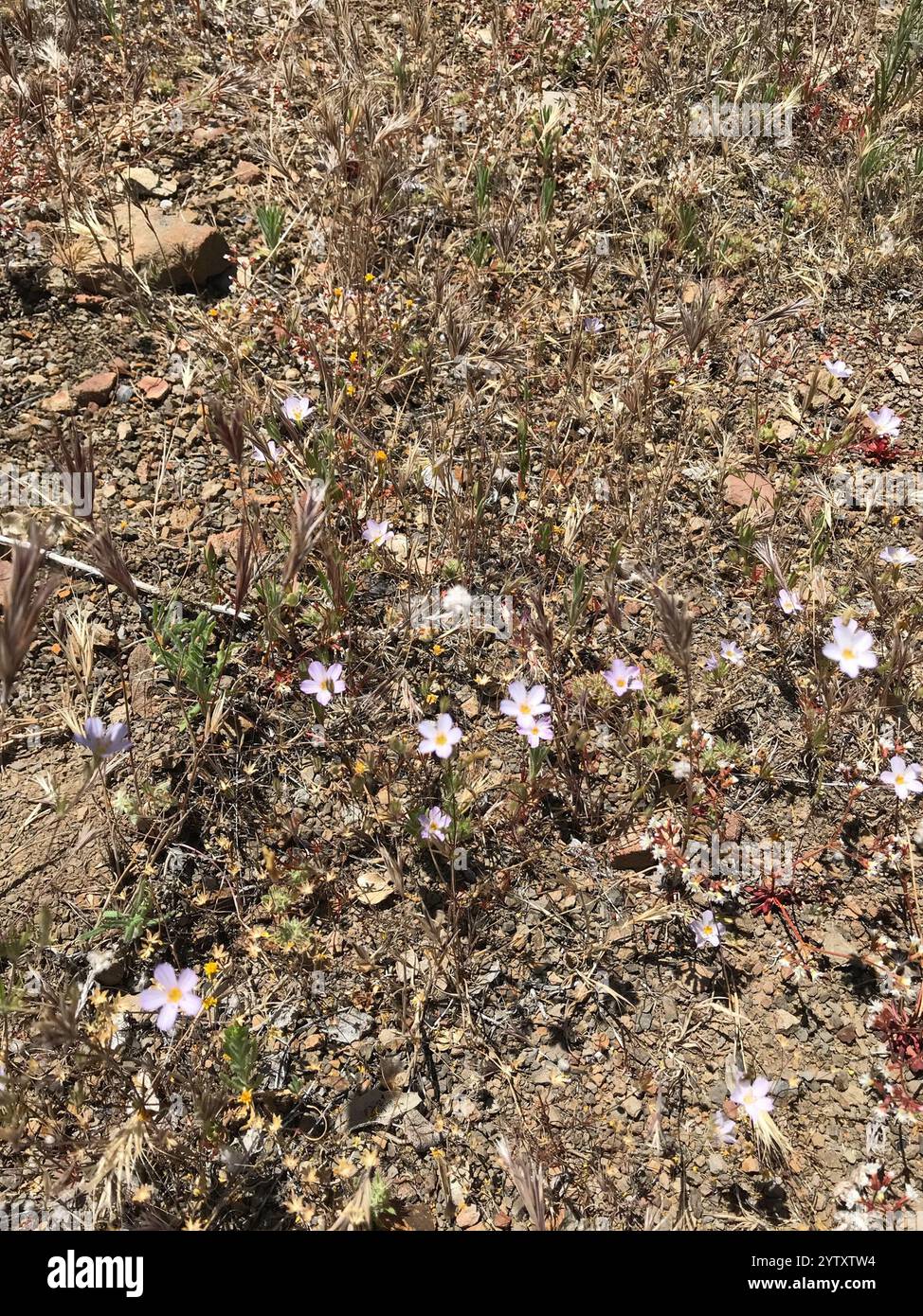 Flax-flowered Linanthus (Leptosiphon liniflorus Stock Photo - Alamy