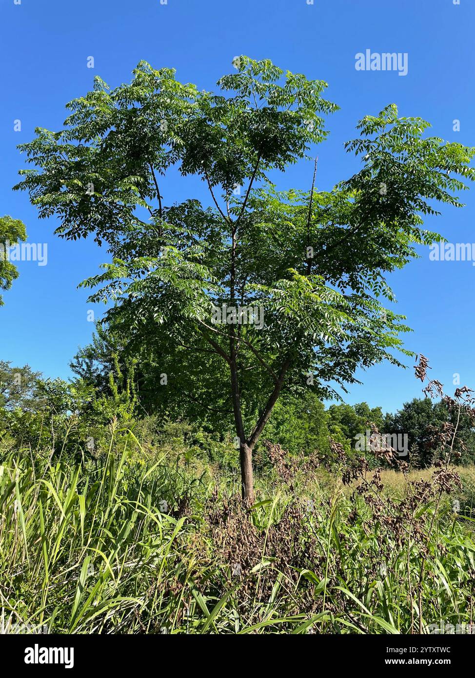 Chinaberry (Melia azedarach Stock Photo - Alamy