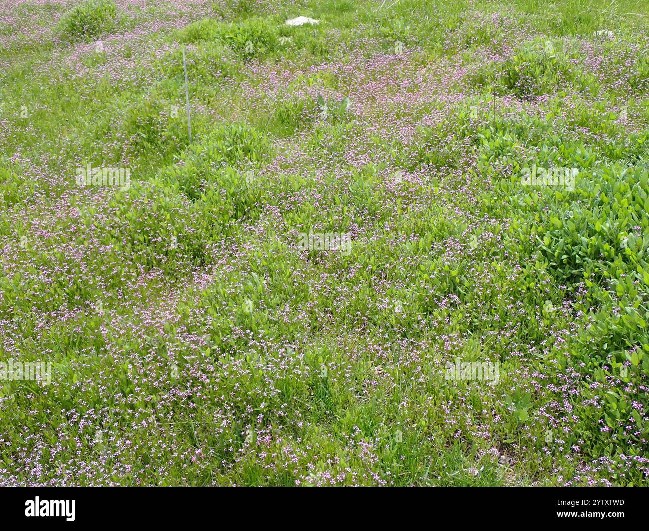 crossflower (Chorispora tenella Stock Photo - Alamy