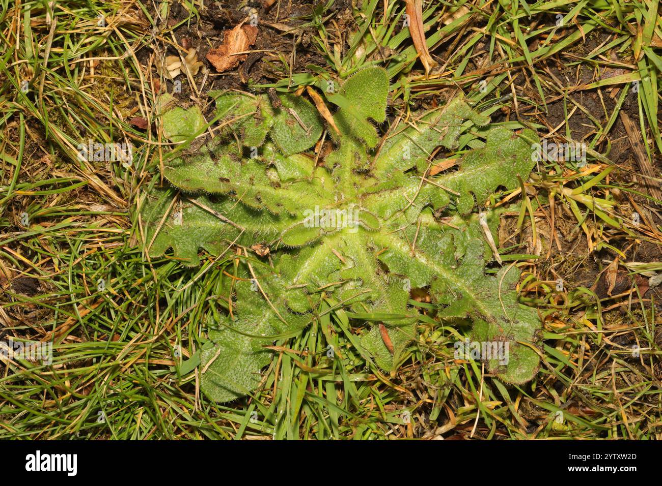 Common Cat's-ear (Hypochaeris radicata Stock Photo - Alamy
