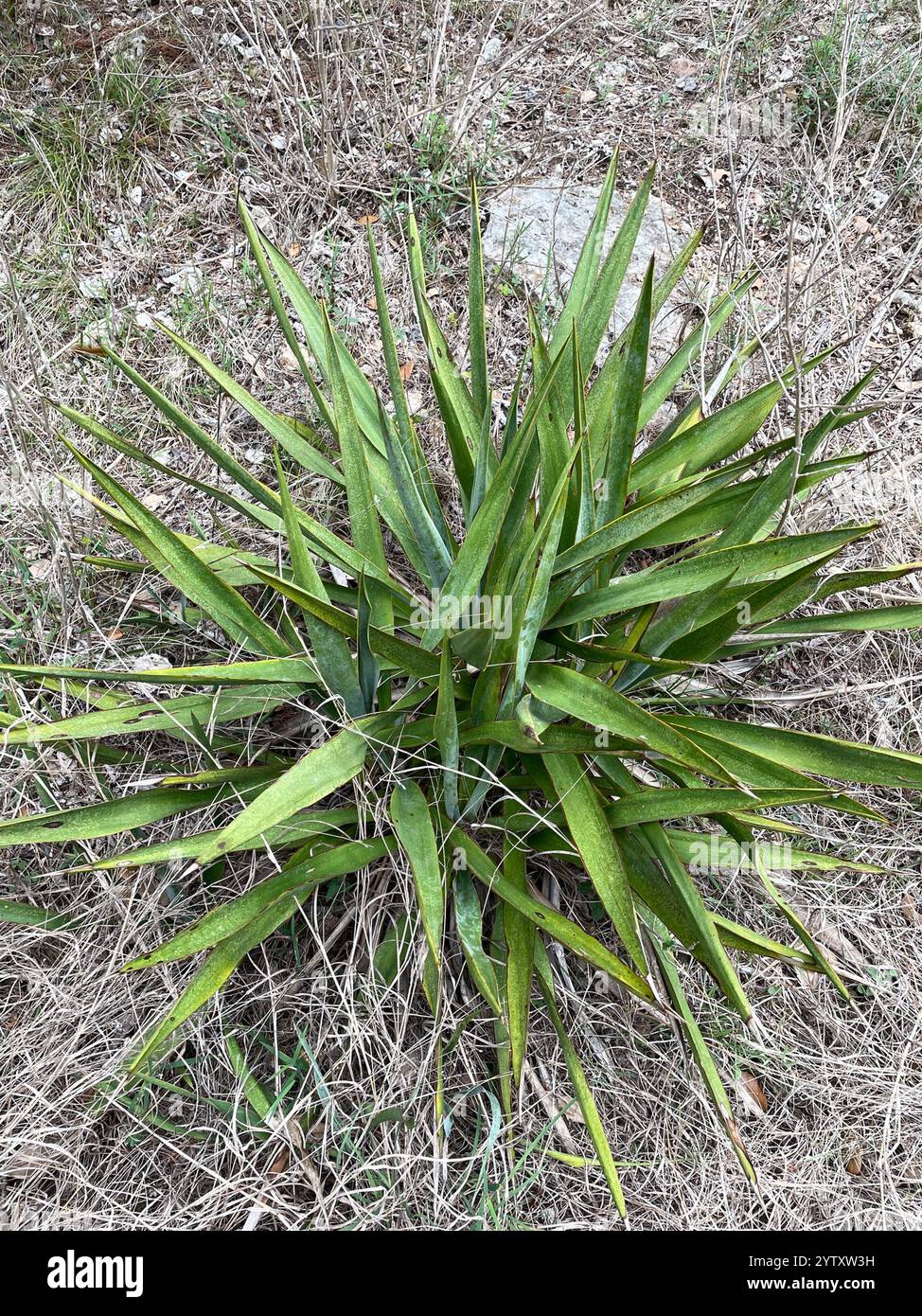Twisted-leaf Yucca (Yucca rupicola Stock Photo - Alamy