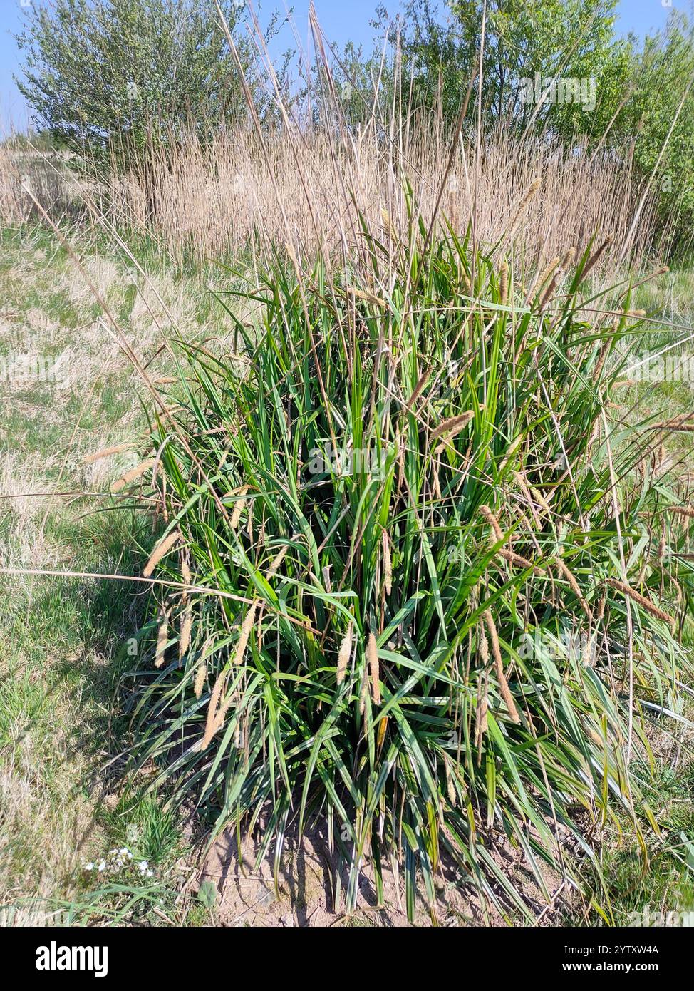 Hanging sedge (Carex pendula Stock Photo - Alamy