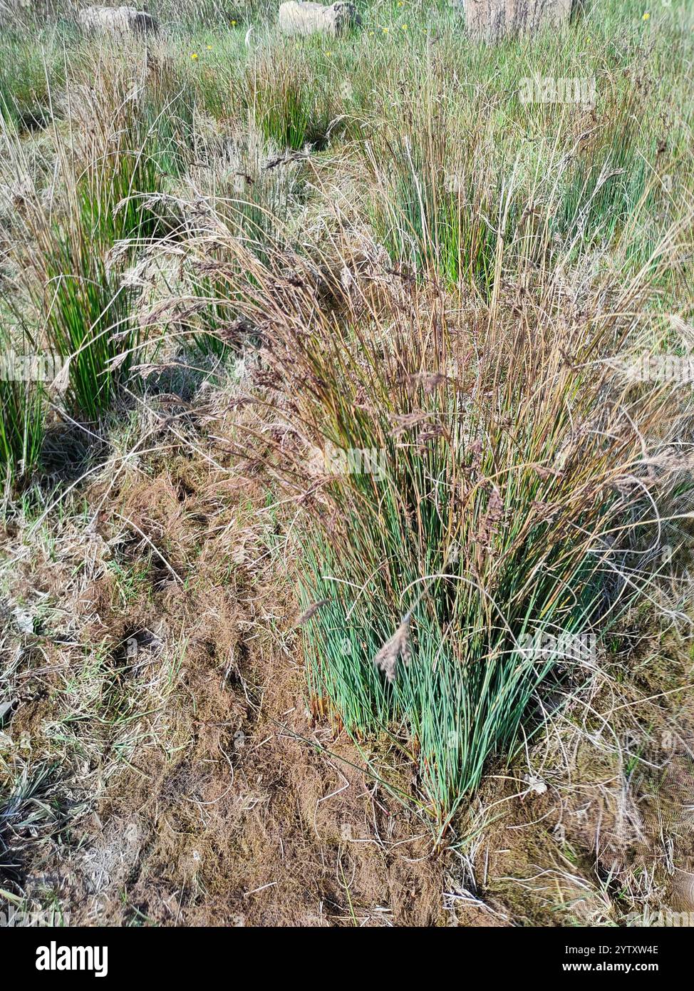 Hard Rush (Juncus inflexus Stock Photo - Alamy