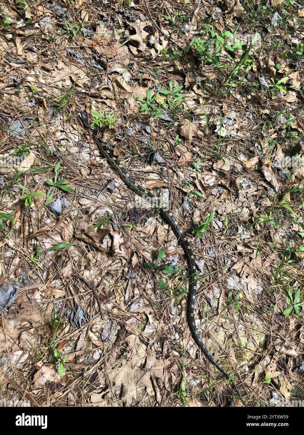Gray Ratsnake (Pantherophis spiloides Stock Photo - Alamy