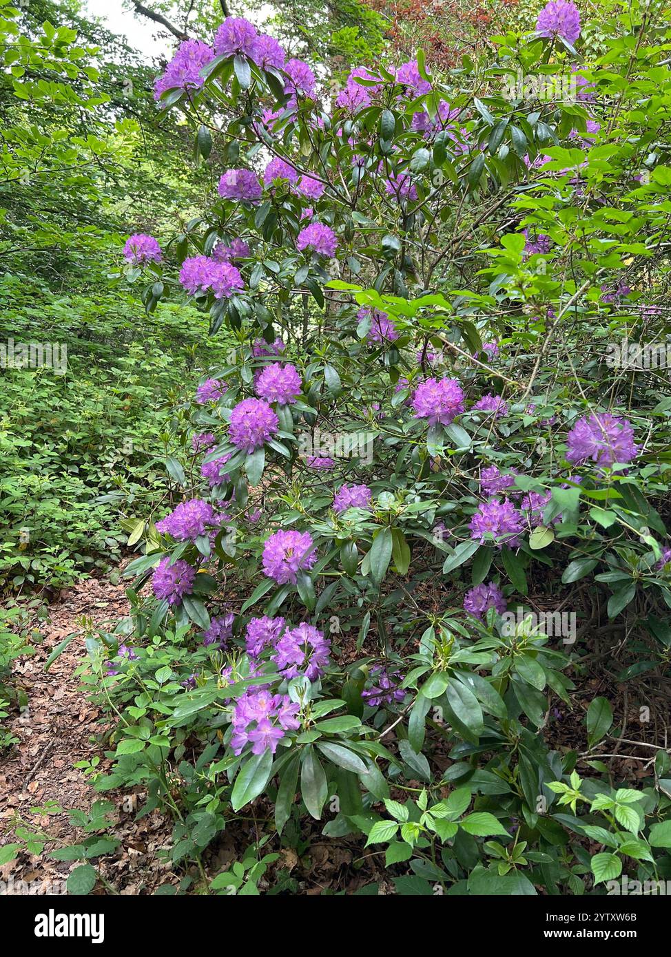 Common Rhododendron (Rhododendron ponticum Stock Photo - Alamy