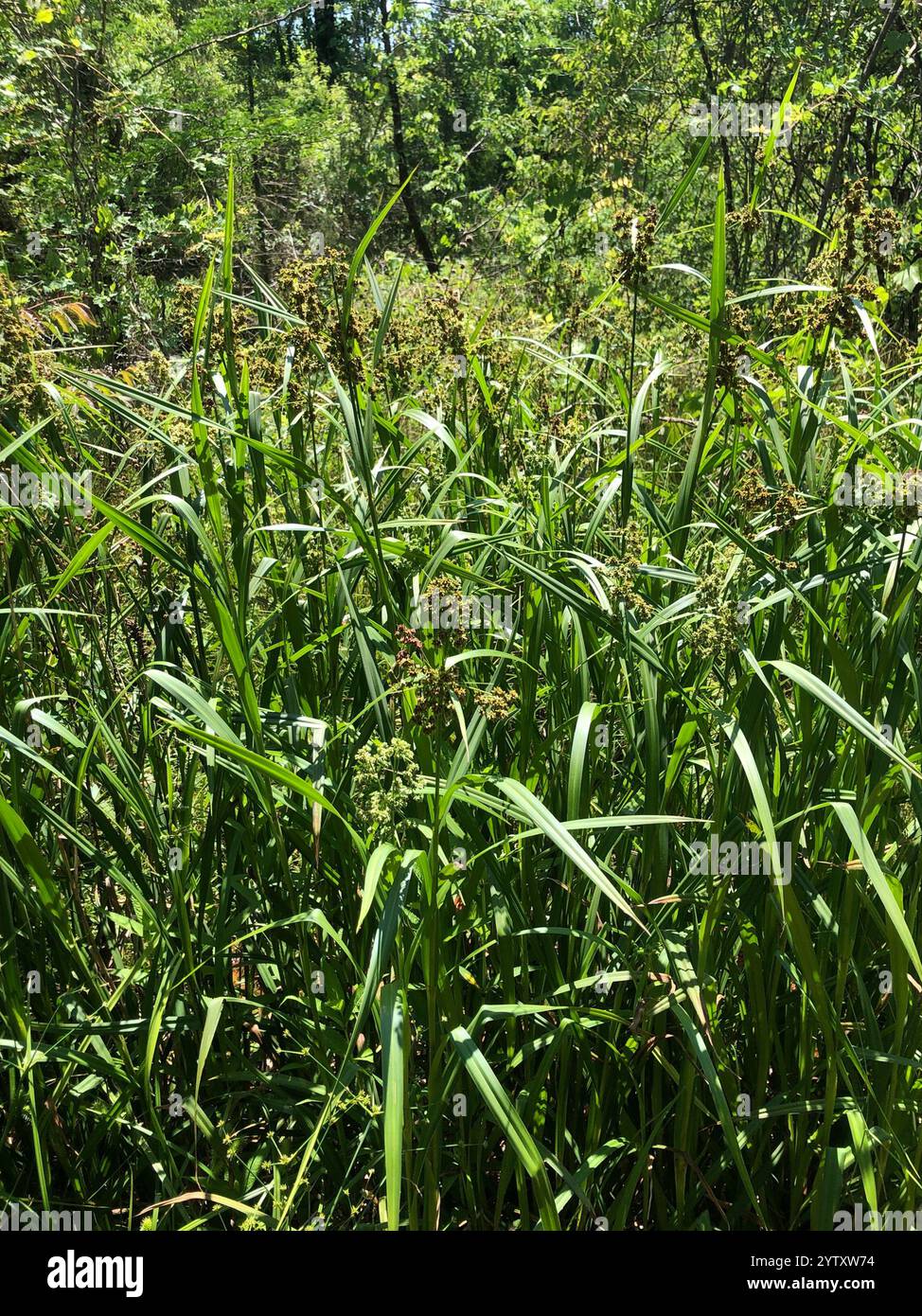 dark green bulrush (Scirpus atrovirens Stock Photo - Alamy
