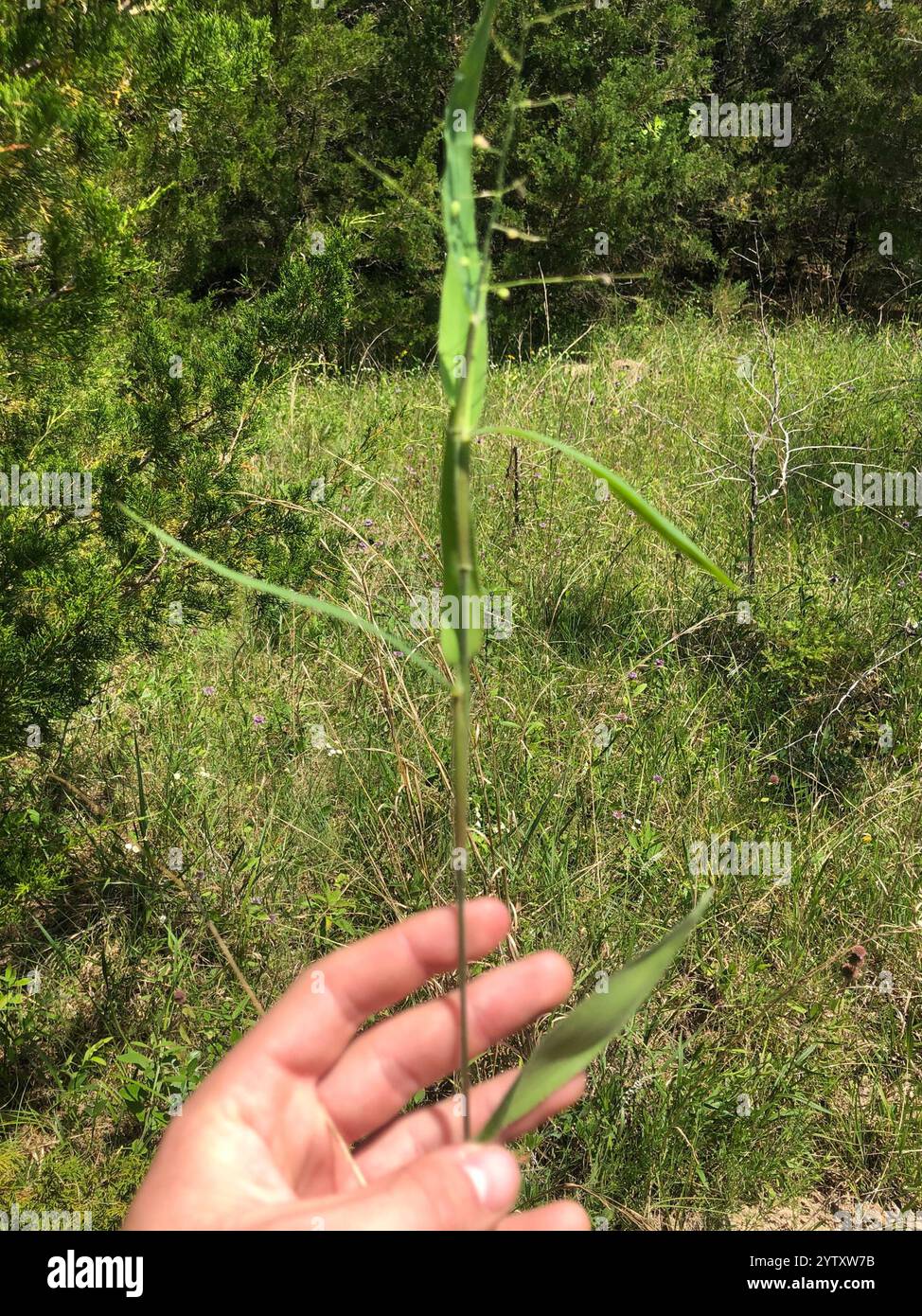 Scribner's Panicgrass (Dichanthelium scribnerianum Stock Photo - Alamy
