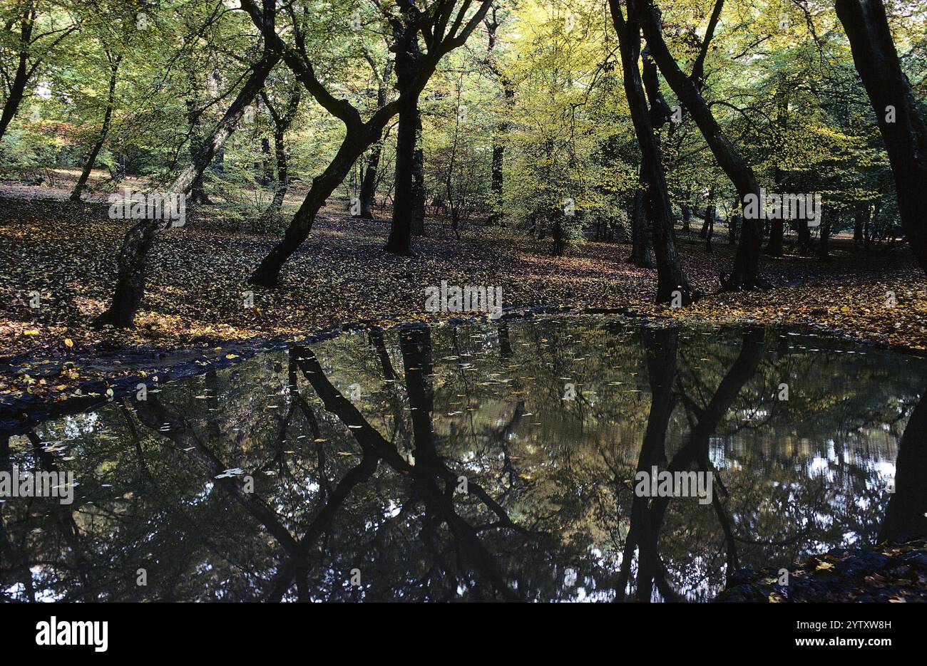 Woodland pool, Queens Wood, North London Stock Photo - Alamy