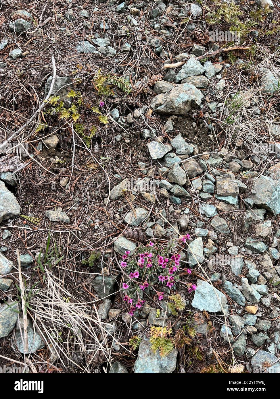 snow dwarf primrose (Androsace nivalis Stock Photo - Alamy