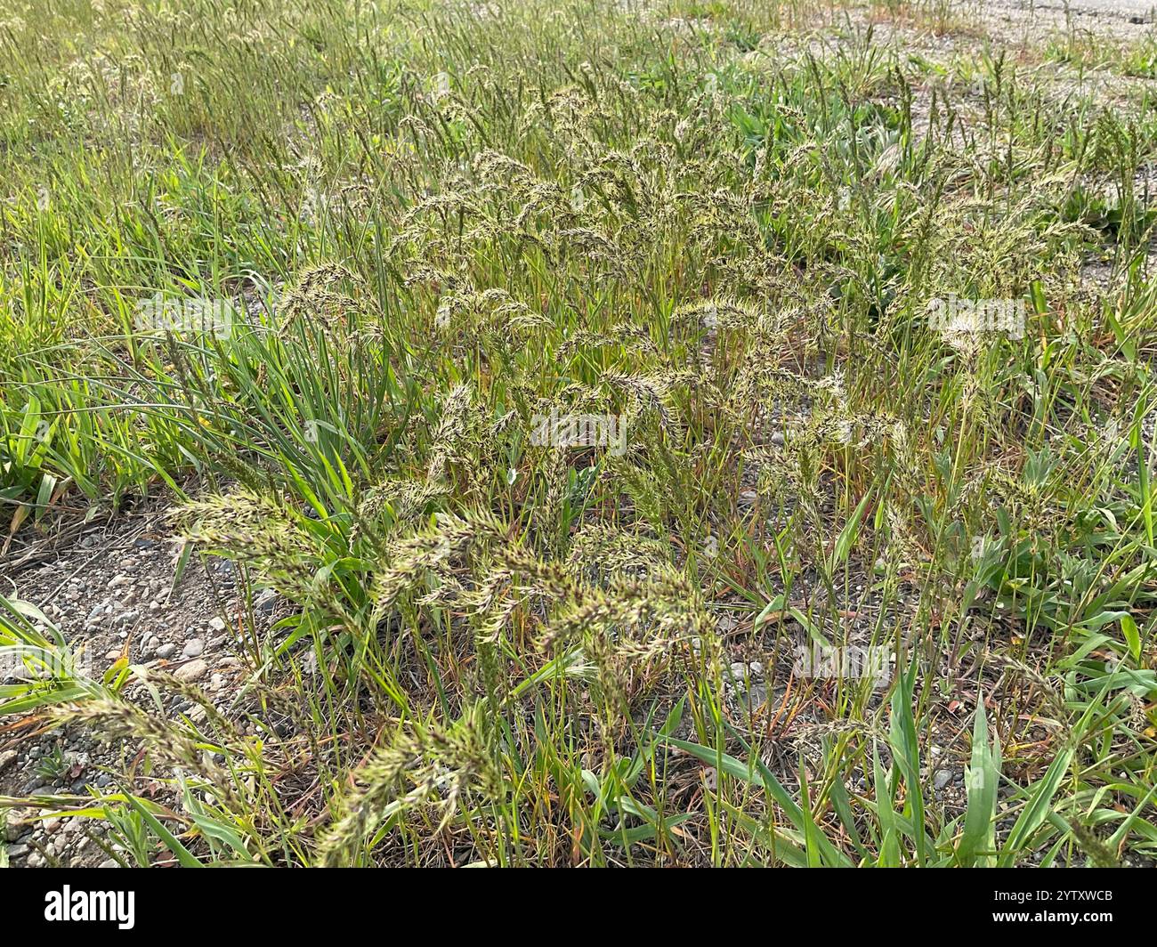 Bulbous Bluegrass (Poa bulbosa Stock Photo - Alamy