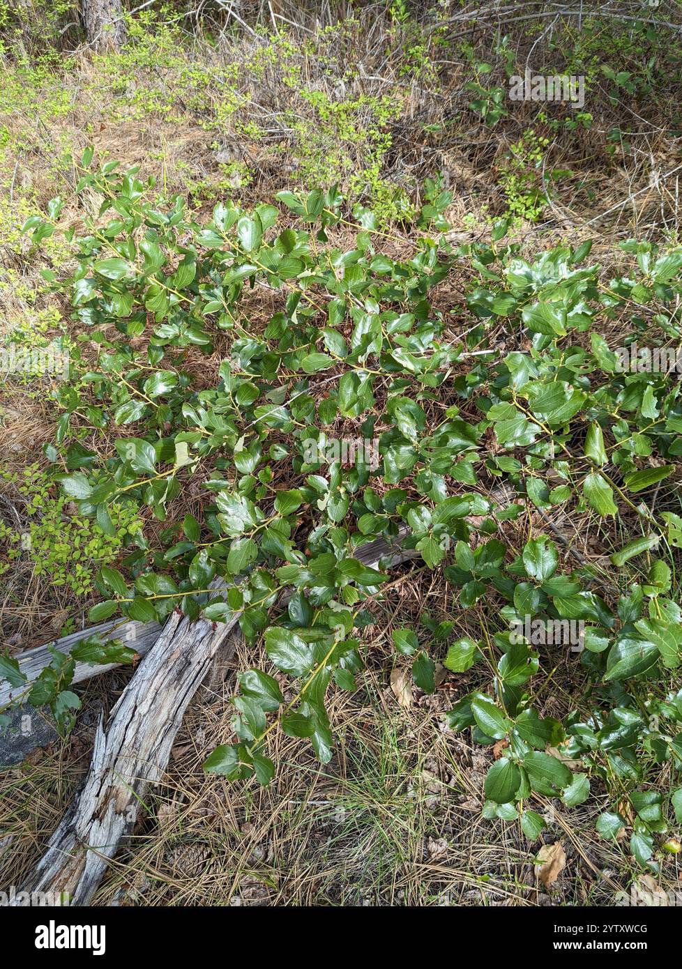 Snowbrush Ceanothus (Ceanothus velutinus Stock Photo - Alamy