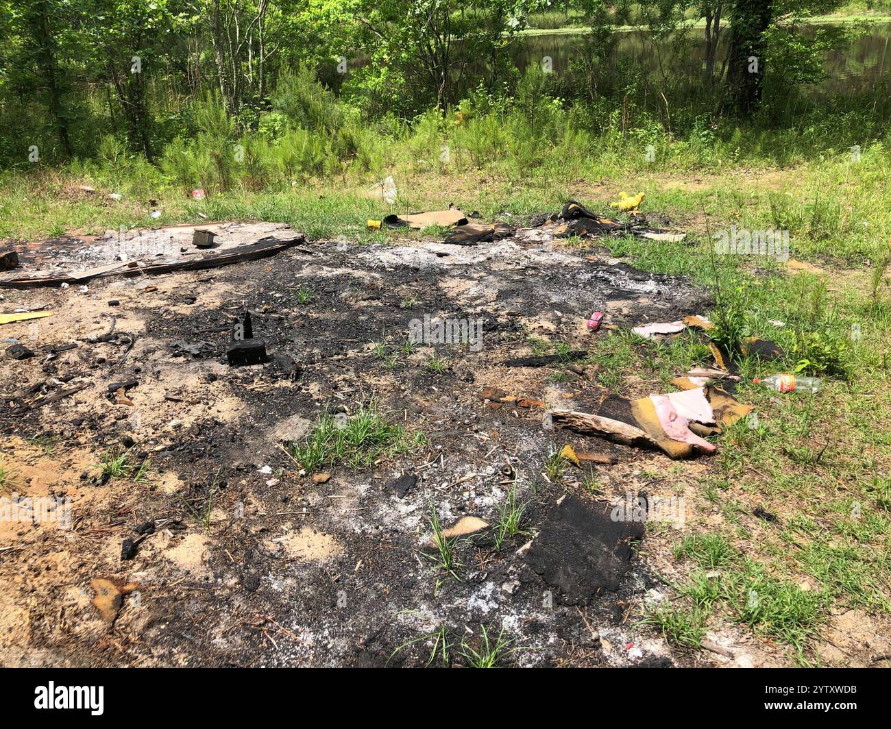 American lotus (Nelumbo lutea Stock Photo - Alamy