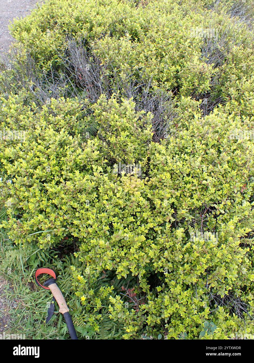 Oregon Boxwood (Paxistima myrsinites Stock Photo - Alamy