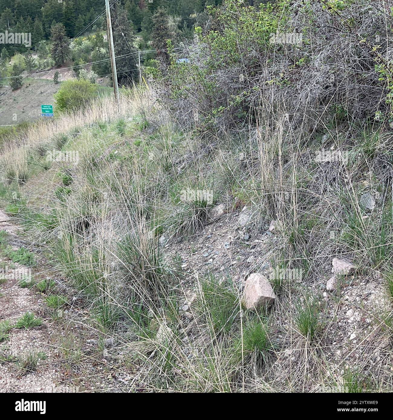 Intermediate wheatgrass hi-res stock photography and images - Alamy