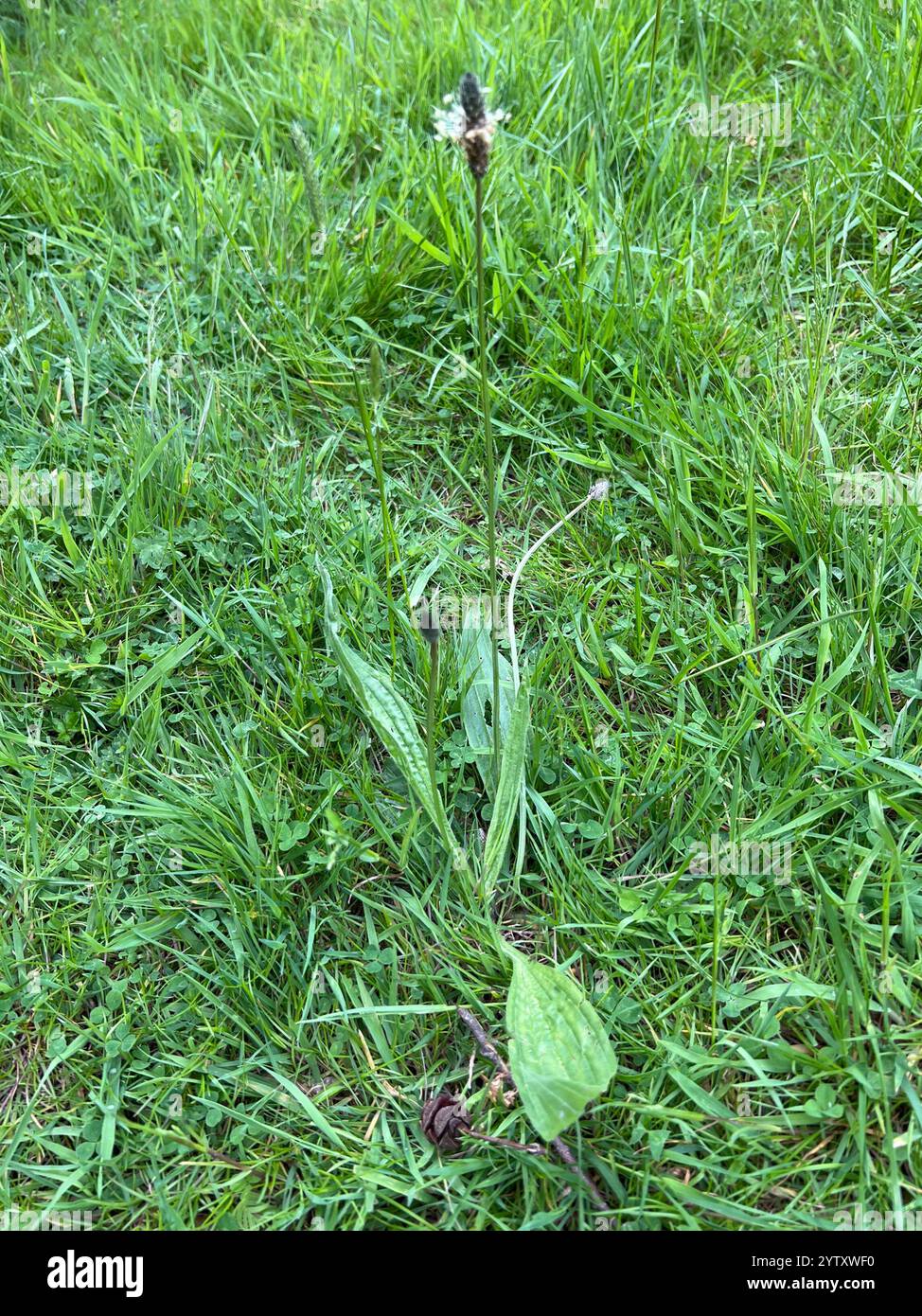 ribwort plantain (Plantago lanceolata Stock Photo - Alamy