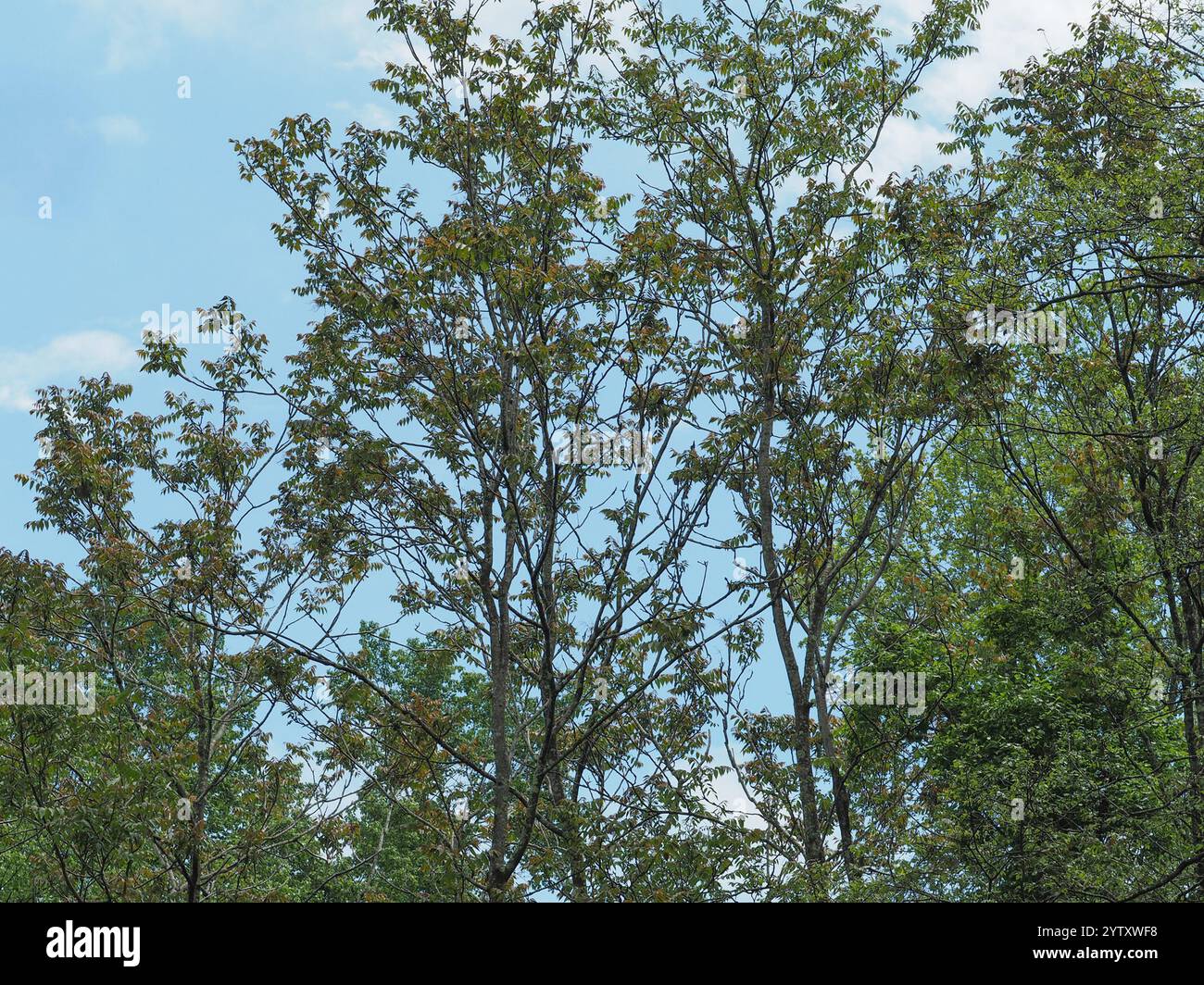 tree-of-heaven (Ailanthus altissima Stock Photo - Alamy