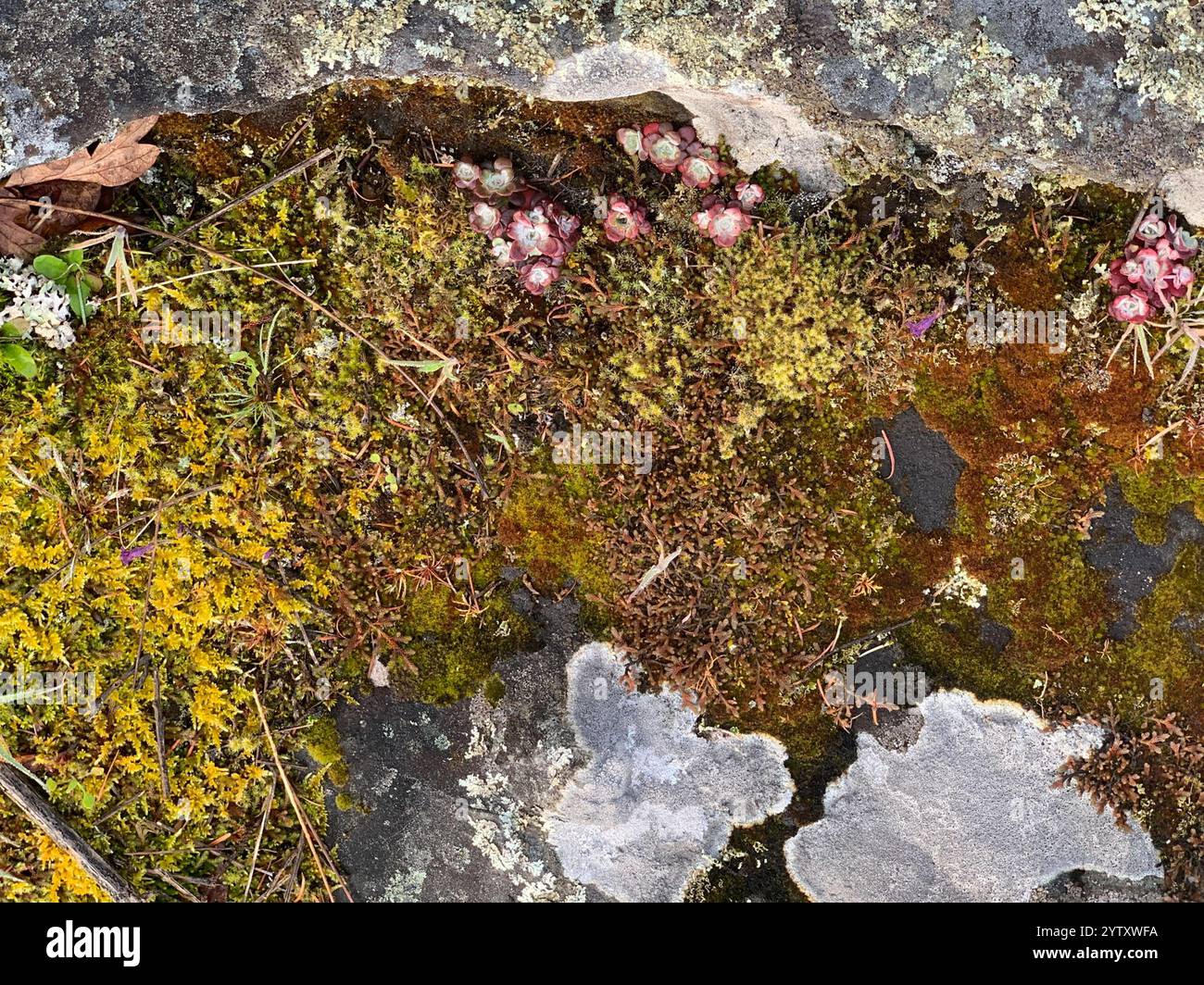 oneflower broomrape (Aphyllon purpureum Stock Photo - Alamy