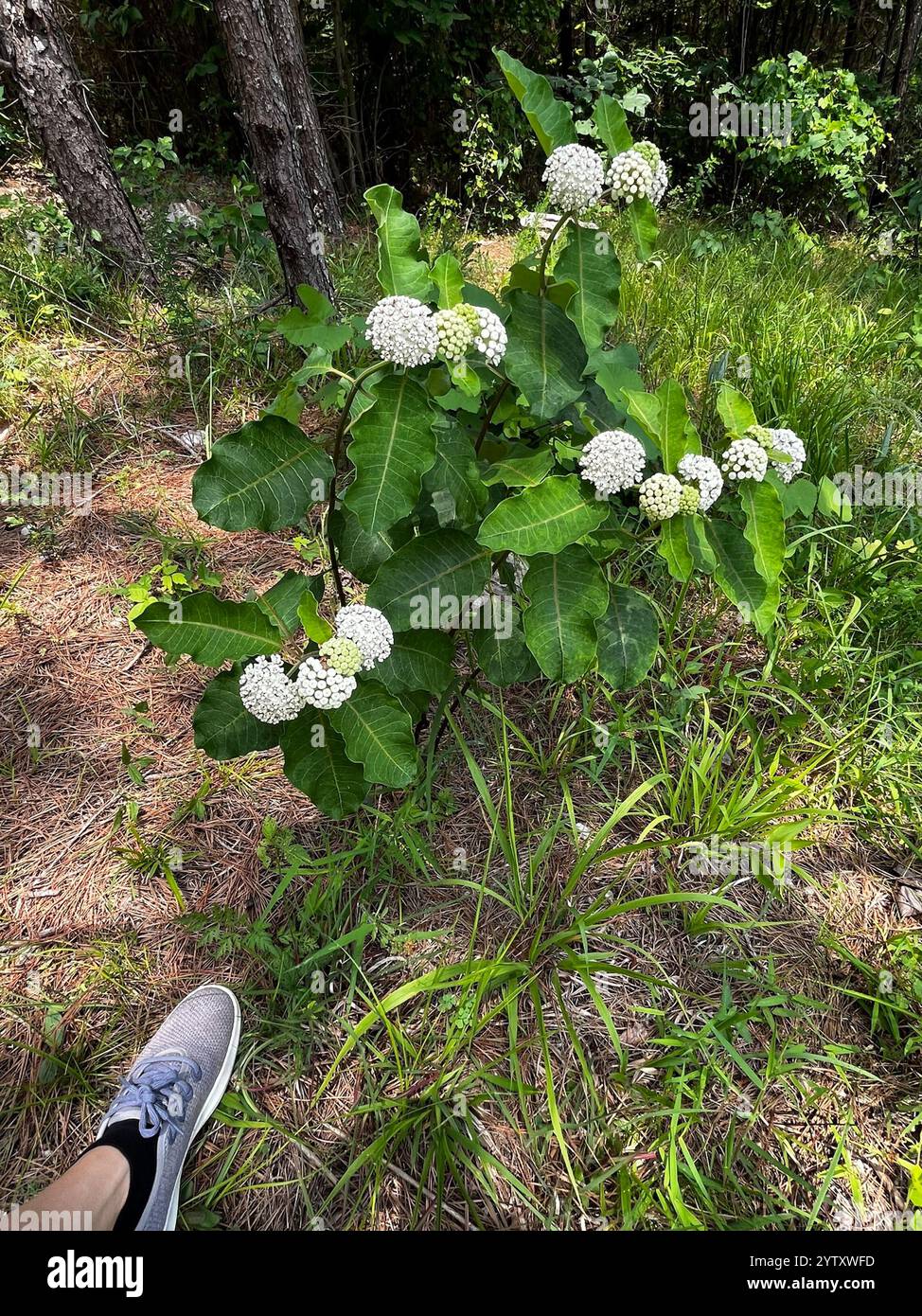 redring milkweed (Asclepias variegata Stock Photo - Alamy