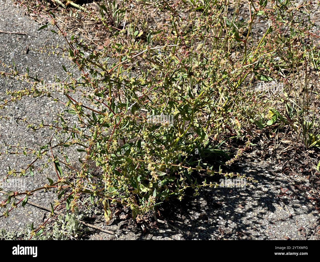fiddle dock (Rumex pulcher Stock Photo - Alamy
