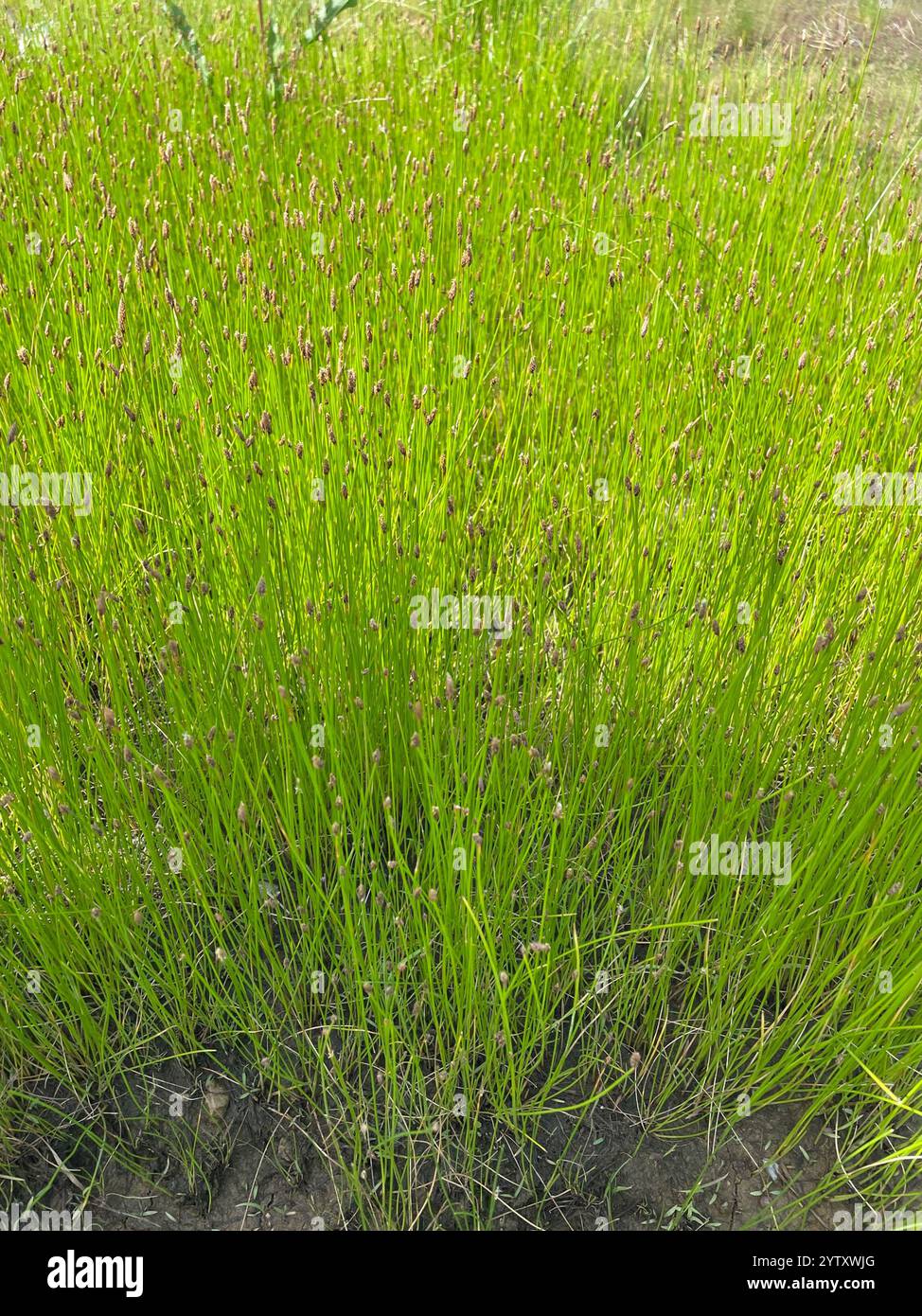 Blunt Spikerush (Eleocharis obtusa Stock Photo - Alamy