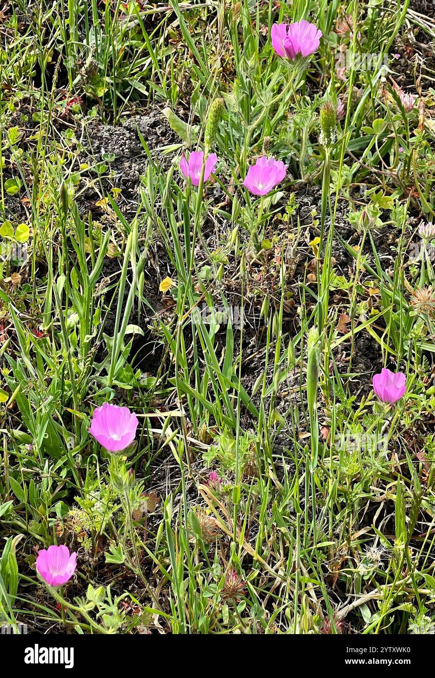 fringed checkerbloom (Sidalcea diploscypha Stock Photo - Alamy