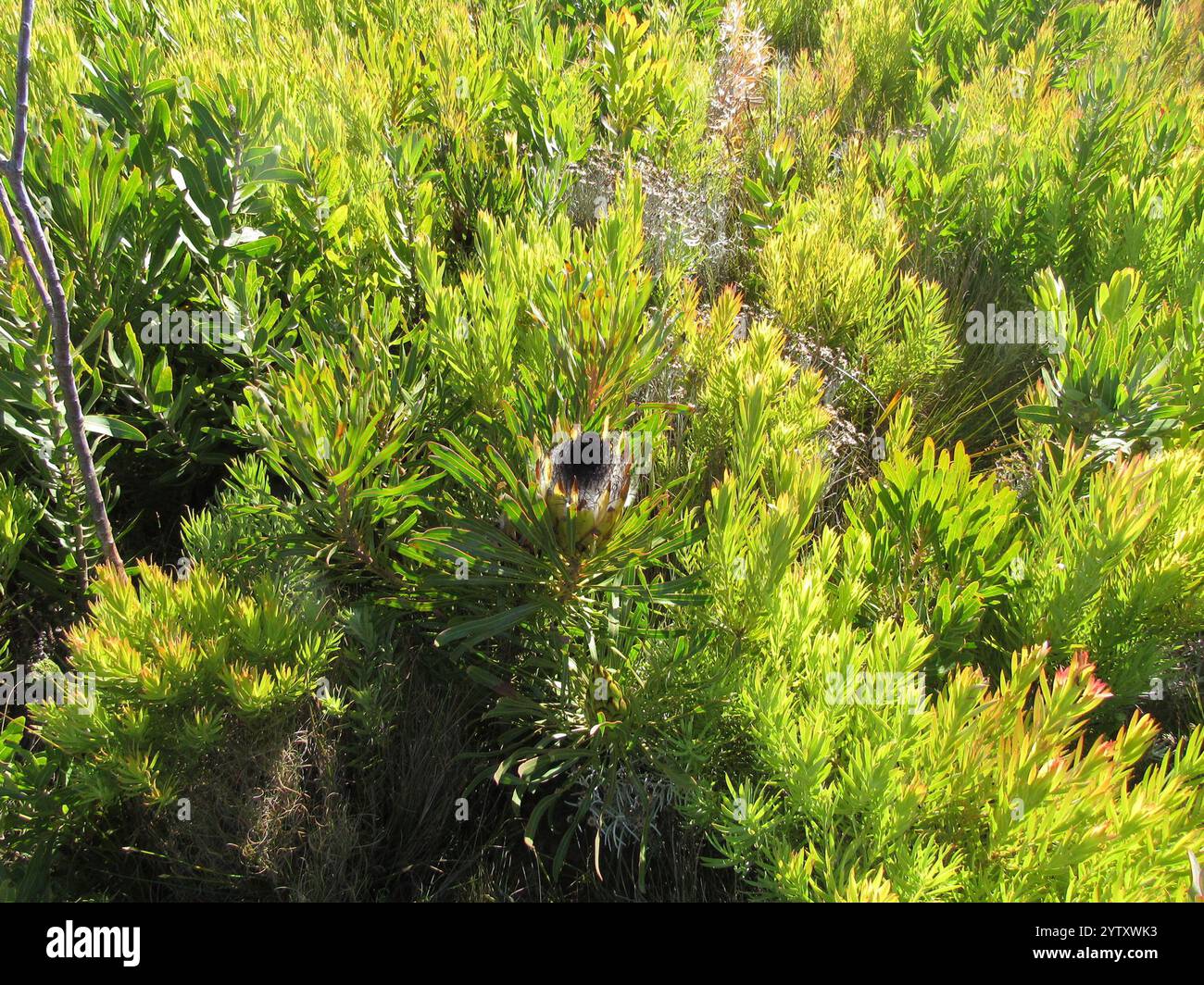 Long-leaf Sugarbush (Protea longifolia Stock Photo - Alamy