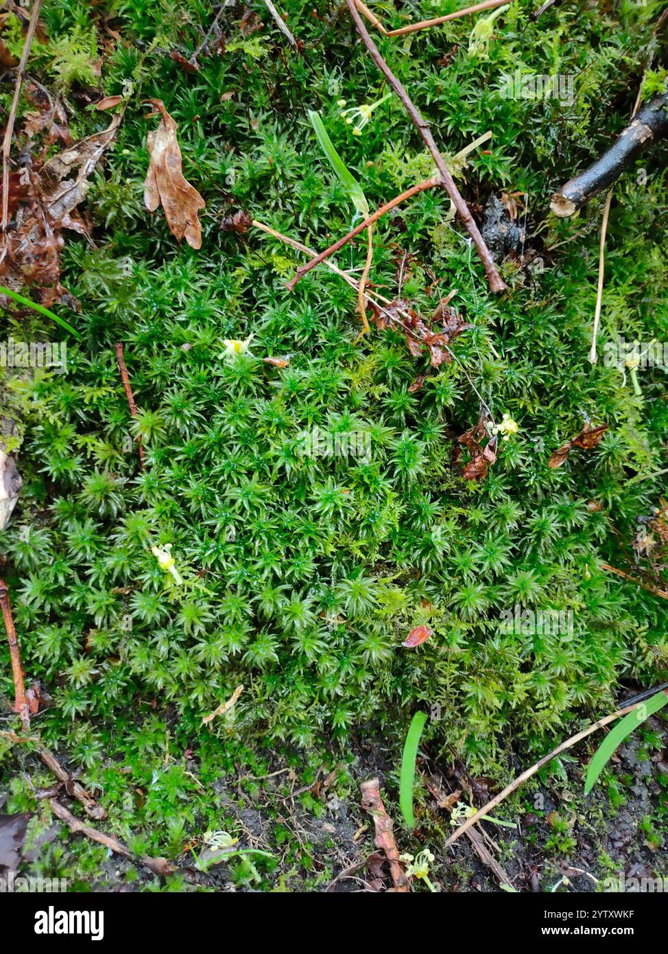 Catherine's moss (Atrichum undulatum Stock Photo - Alamy