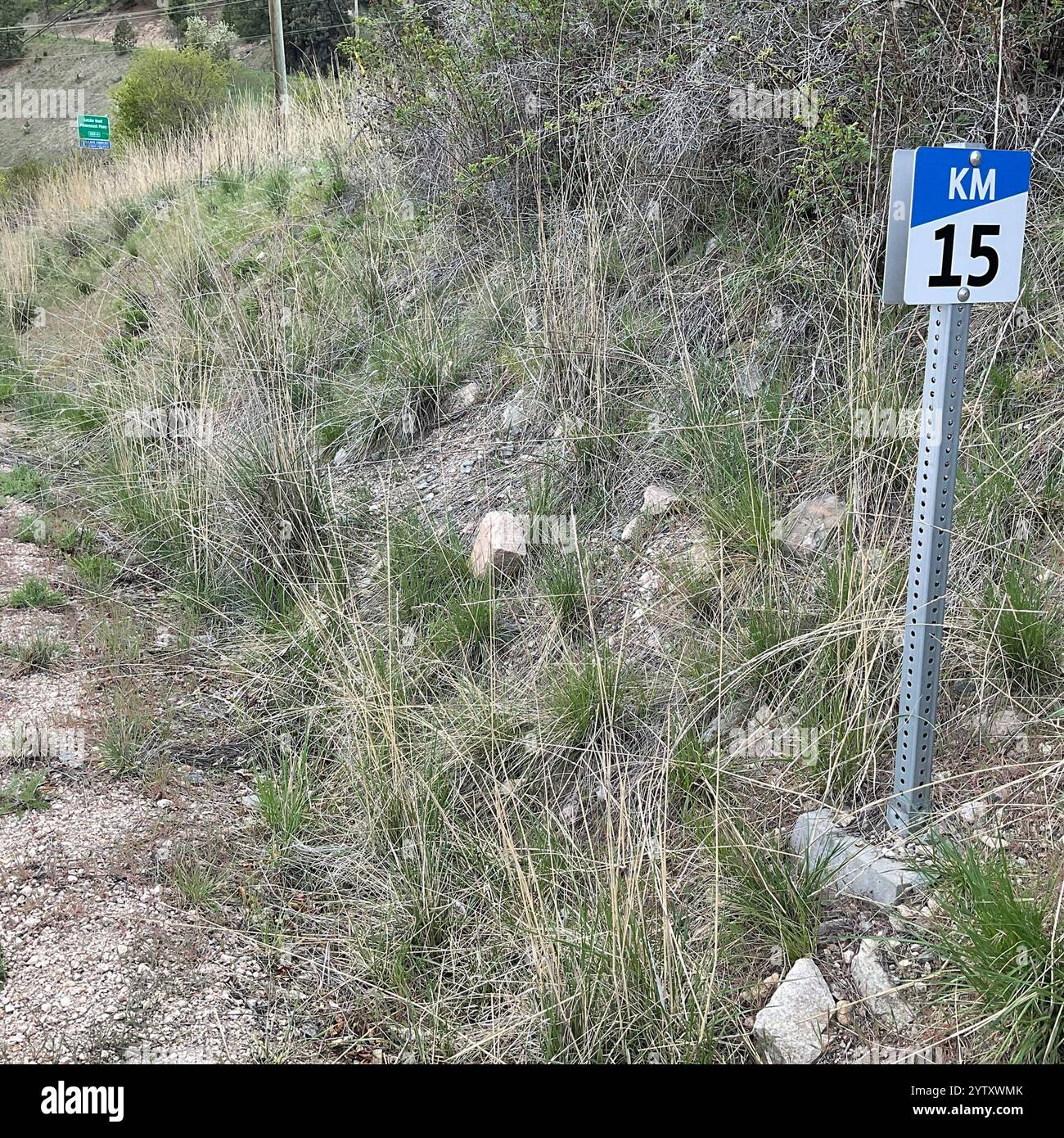 Intermediate wheatgrass hi-res stock photography and images - Alamy