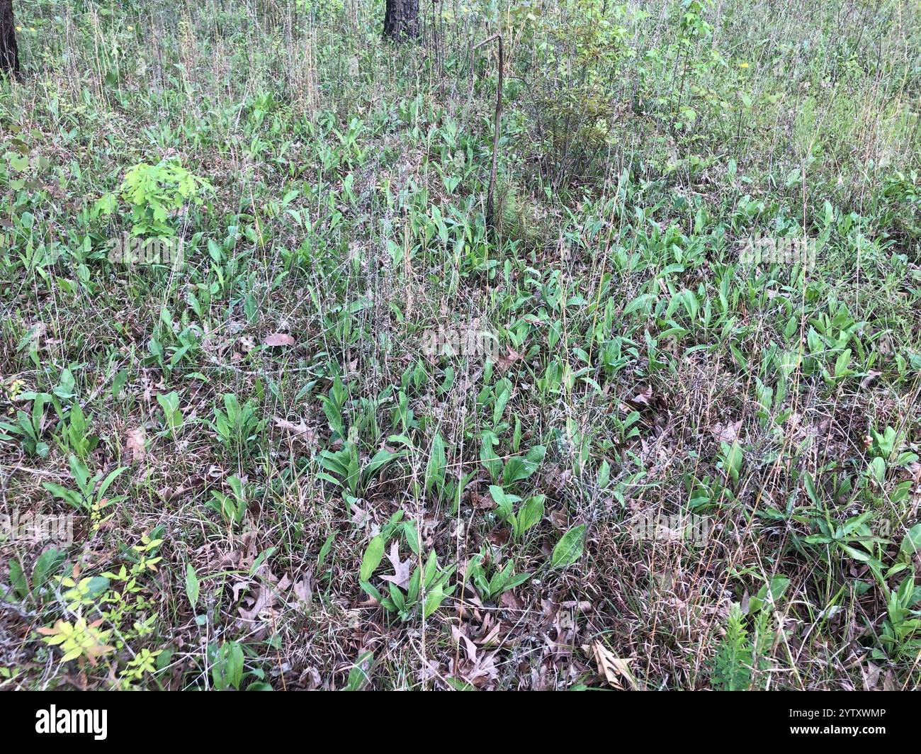 Appalachian blazing star hi-res stock photography and images - Alamy