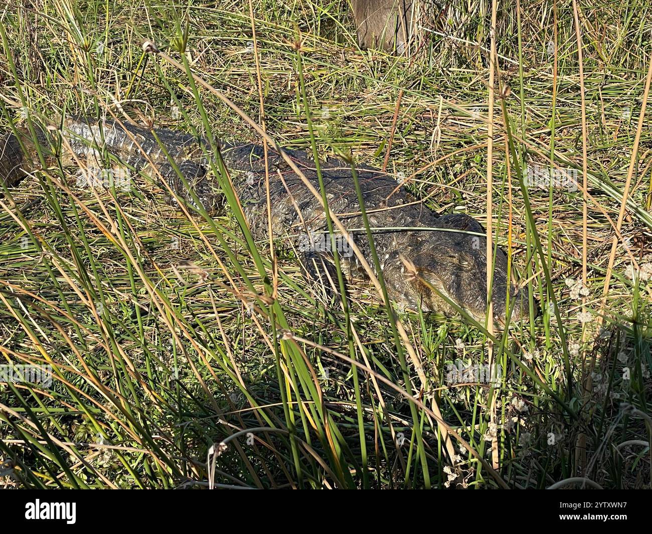 Broad-snouted Caiman (Caiman latirostris Stock Photo - Alamy