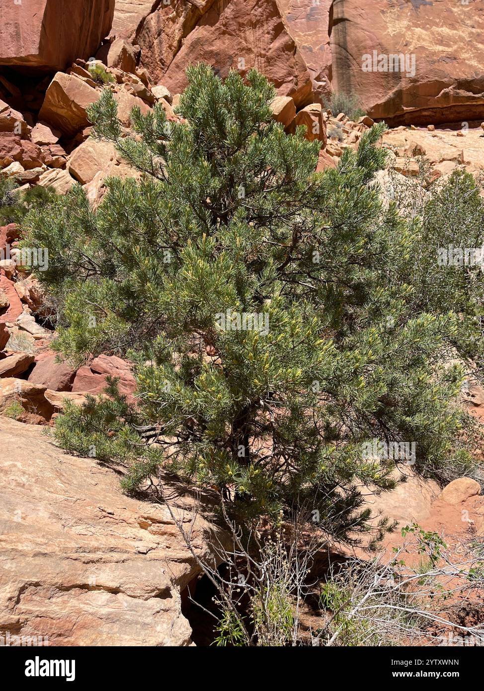 Colorado Pinyon (Pinus edulis Stock Photo - Alamy