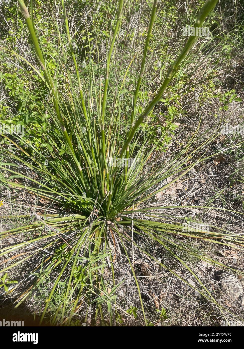 Devil's Shoestring (Nolina lindheimeriana Stock Photo - Alamy