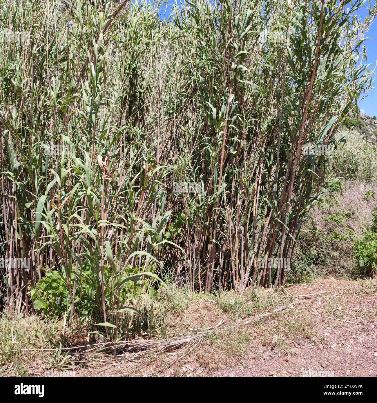 giant reed (Arundo donax Stock Photo - Alamy