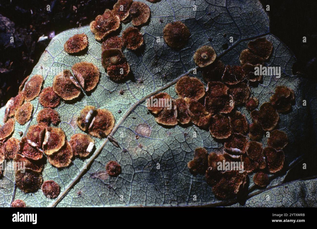 Gall cycle hi-res stock photography and images - Alamy