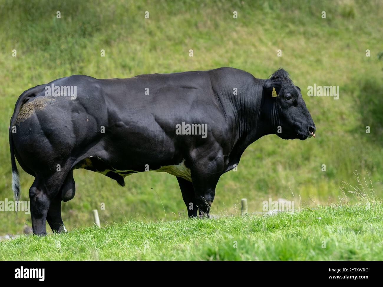 Powerful double muscled British Blue bull on an upland pasture in ...
