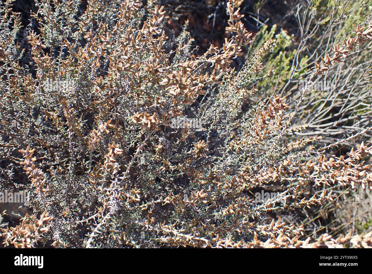 Common Snakebush Complex (Seriphium plumosum Stock Photo - Alamy