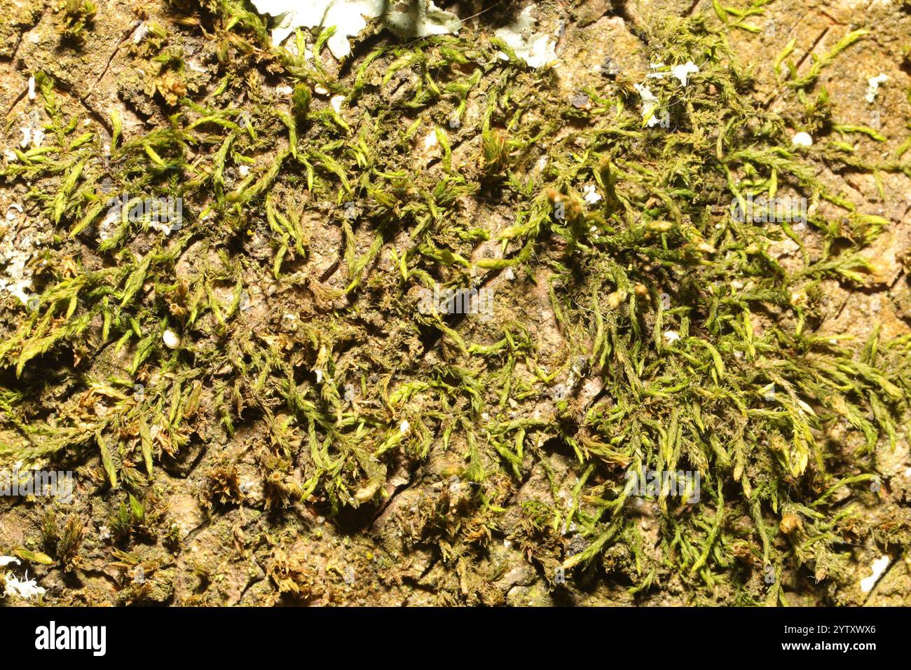 Lateral Cryphaea (Cryphaea heteromalla Stock Photo - Alamy