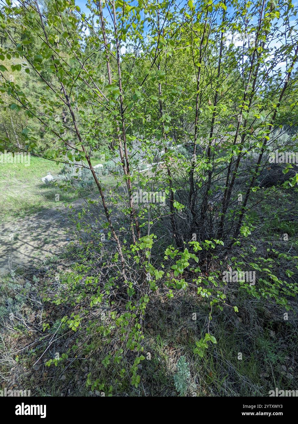 water birch (Betula occidentalis Stock Photo - Alamy