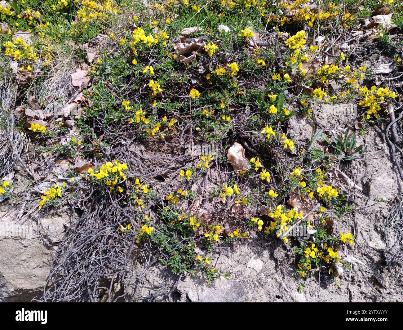 Hairy Greenweed (Genista pilosa Stock Photo - Alamy