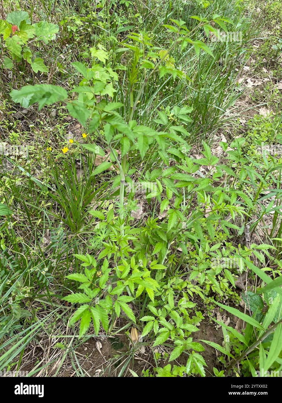 Water hemlock maculata hi-res stock photography and images - Alamy
