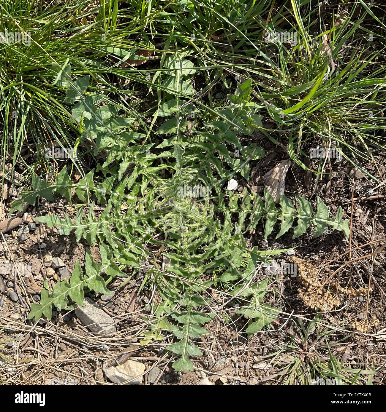 Tall Tumblemustard (Sisymbrium altissimum Stock Photo - Alamy