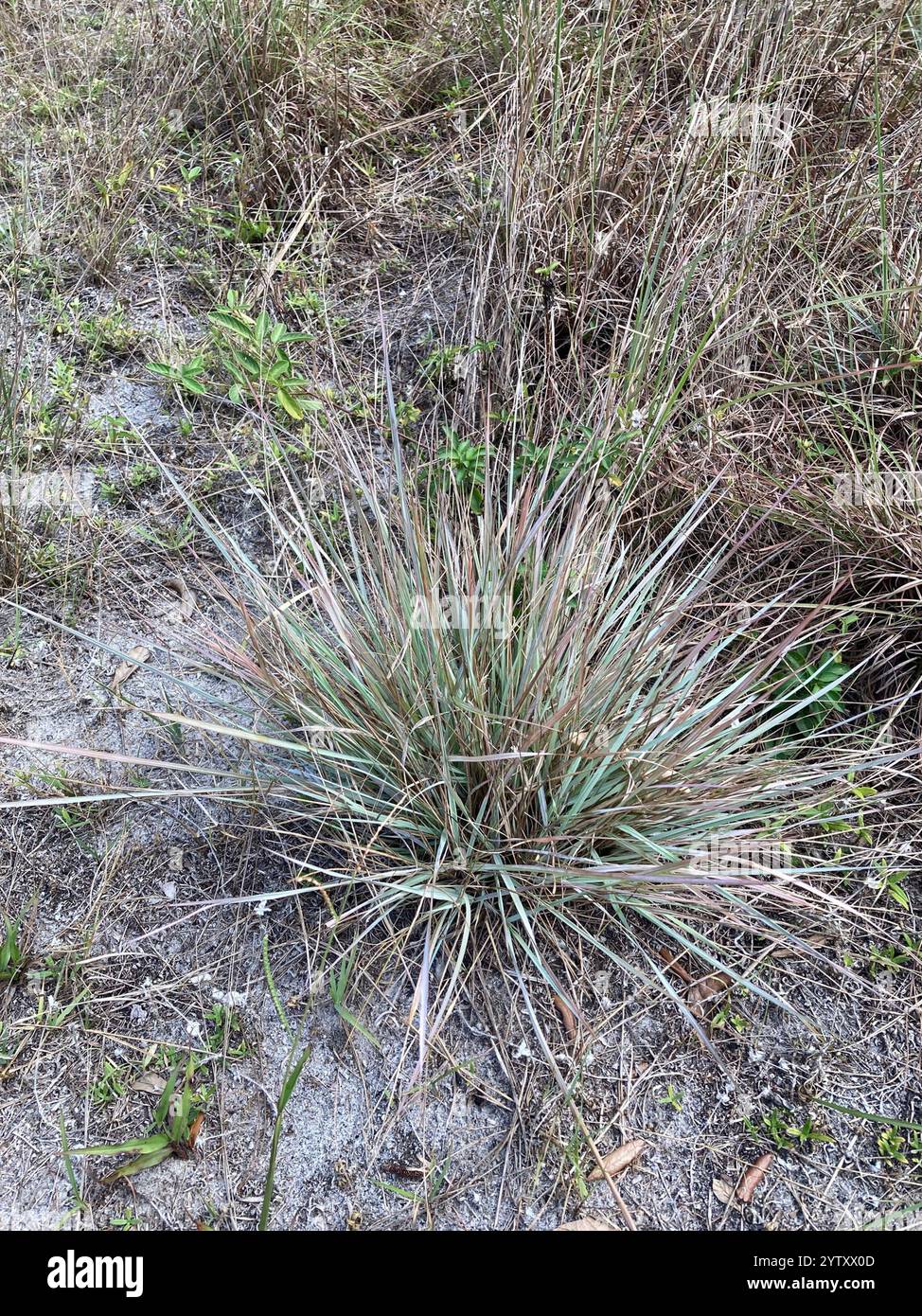 Elliott's lovegrass (Eragrostis elliottii Stock Photo - Alamy