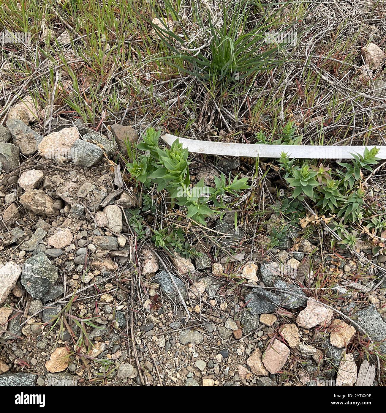 Balkan toadflax (Linaria dalmatica Stock Photo - Alamy